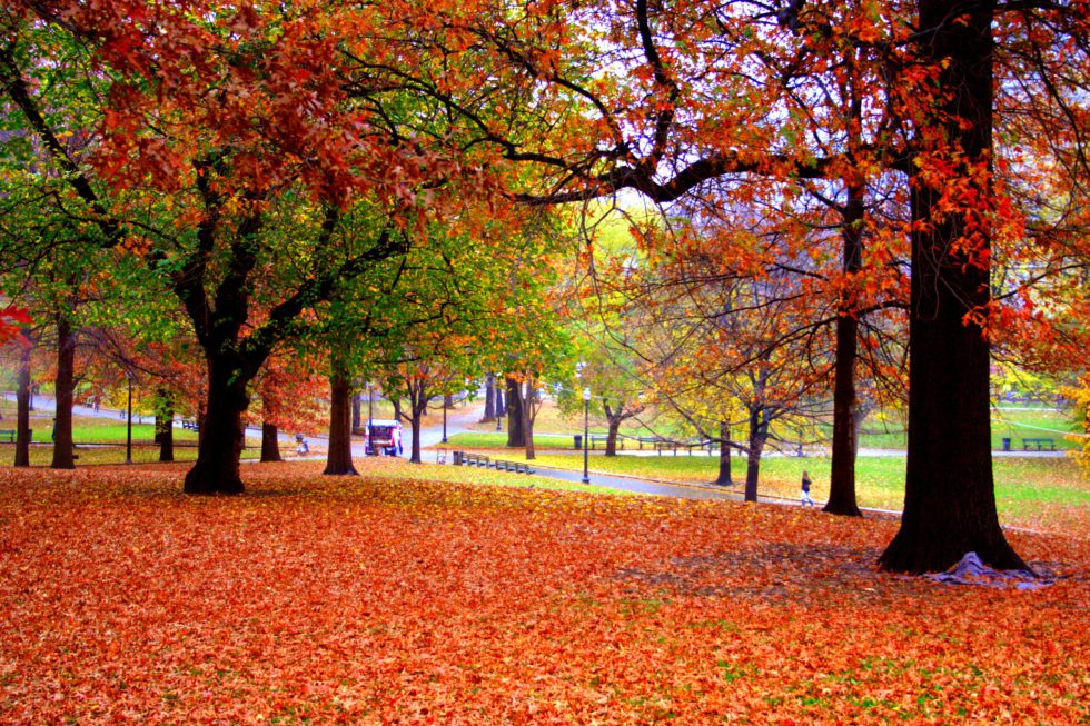 USA - Classic Fall Foliage with Globus - Travel Advocates